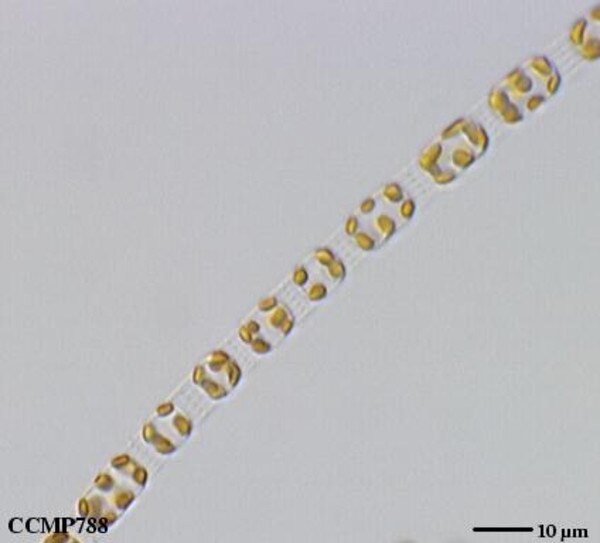 CCMP788 | NCMA at Bigelow Laboratory