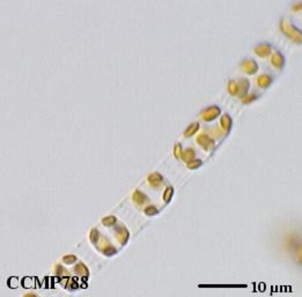 CCMP788 | NCMA at Bigelow Laboratory