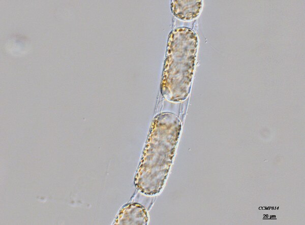 CCMP814 | NCMA at Bigelow Laboratory