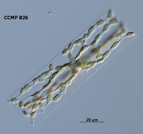 CCMP826 | NCMA at Bigelow Laboratory