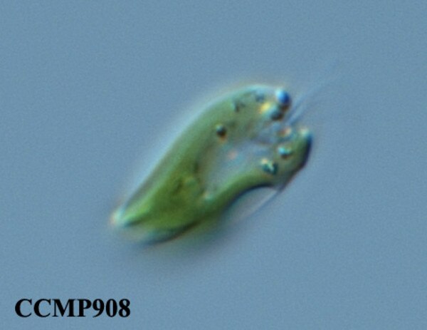 CCMP908 | NCMA at Bigelow Laboratory