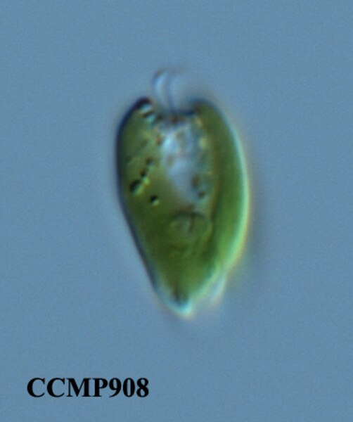 CCMP908 | NCMA at Bigelow Laboratory