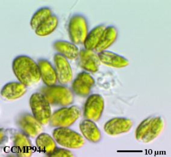 Algae | NCMA at Bigelow Laboratory ncma.bigelow.org