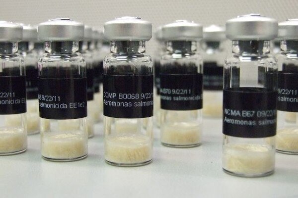 NCMA B78 | NCMA at Bigelow Laboratory